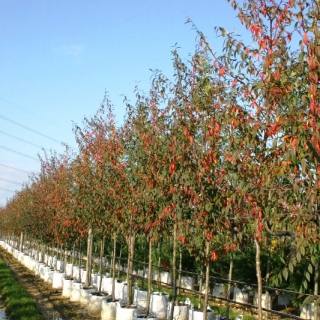 Cotoneaster cornubia Tree for Sale - Barcham Trees