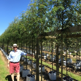 Rowan Schouten - Barcham Trees