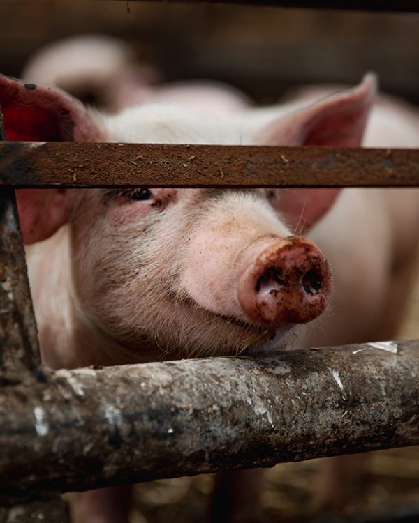 The Farm - Isle of Mull Cheese