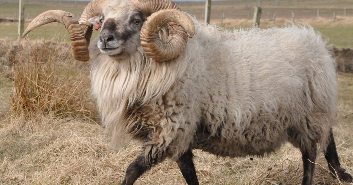 Latest News - Orkney Boreray