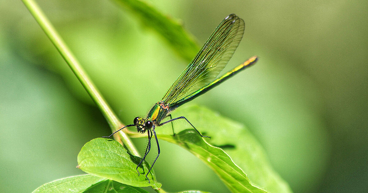 The Life of the River: Celebrating Insects | The Rivers Trust