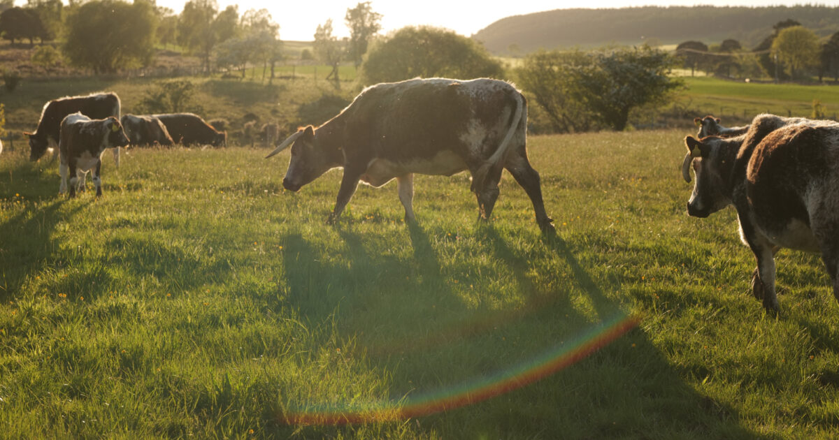 Advising land managers | The Rivers Trust