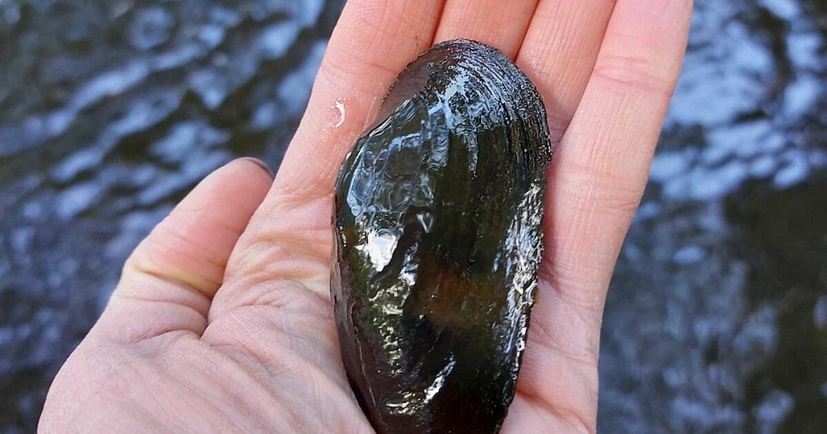 Press Release: BBC NI's Barra Best's Return of the… | The Rivers Trust