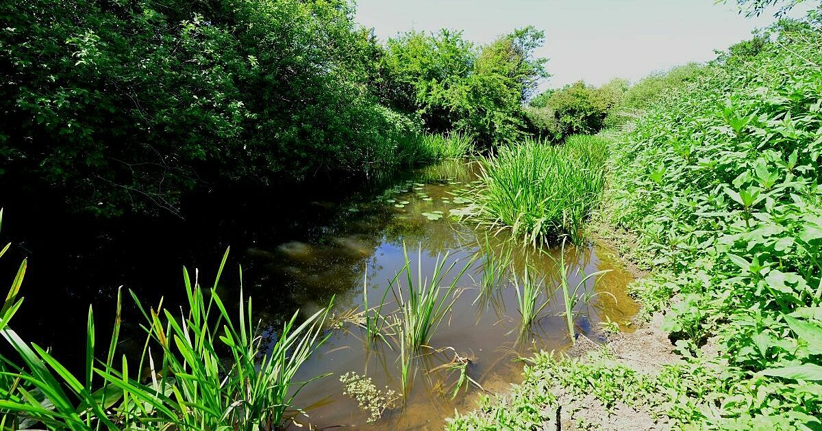 Press Release: Statement following Thames Water… | The Rivers Trust