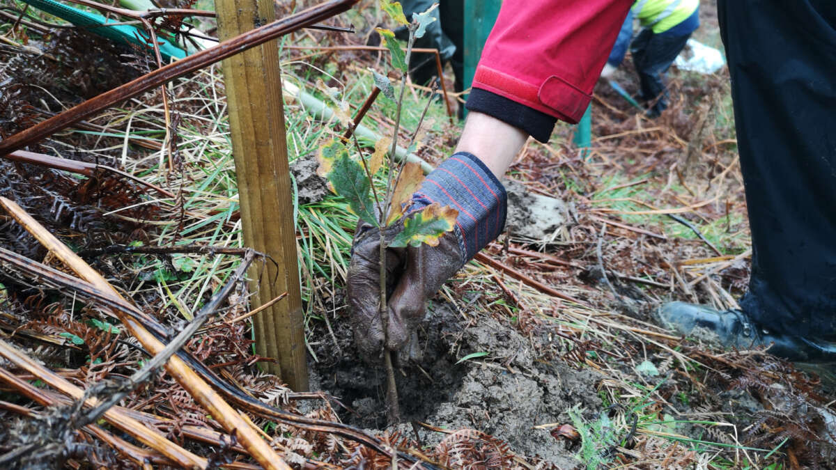 Planting trees for water | The Rivers Trust