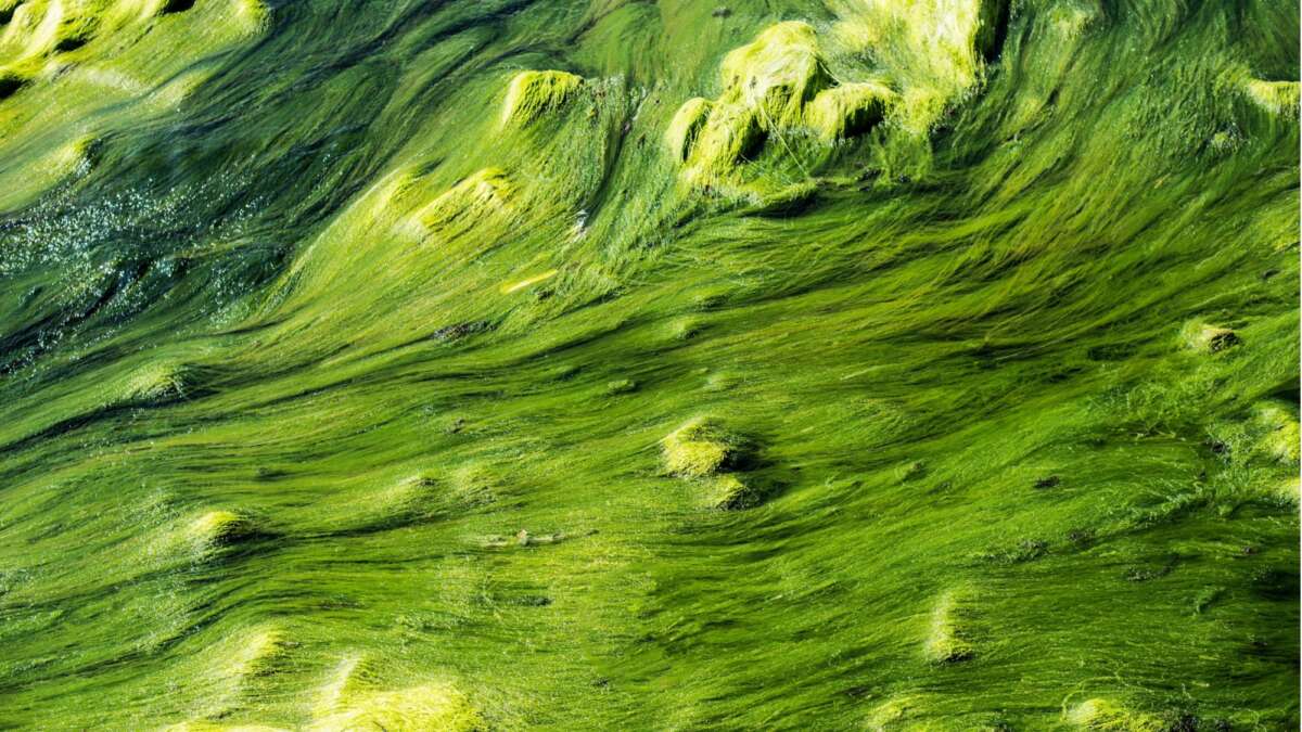 Nearly half of Irish Rivers are polluted by… | The Rivers Trust