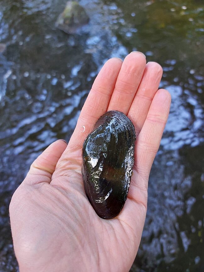 Press Release: BBC NI's Barra Best's Return of the… | The Rivers Trust