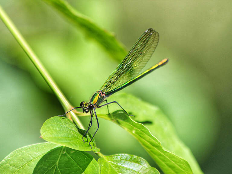 The Life of the River: Celebrating Insects | The Rivers Trust