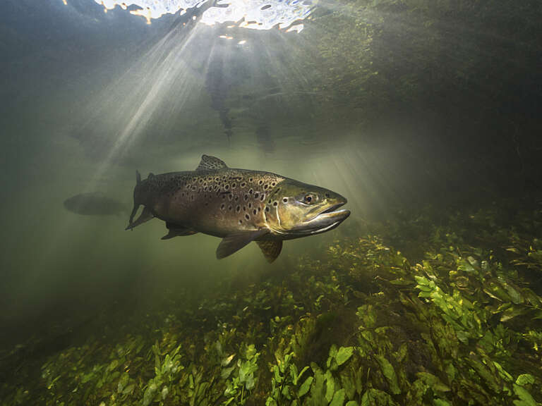 £Billions of benefits from rivers and lakes… | The Rivers Trust