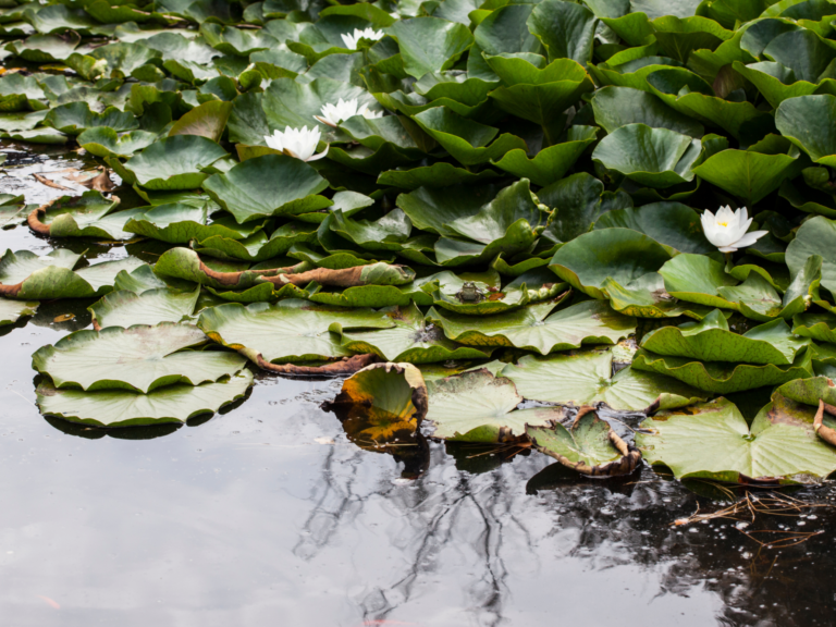 5 Easy Ways to Revive Your River: Support… | The Rivers Trust