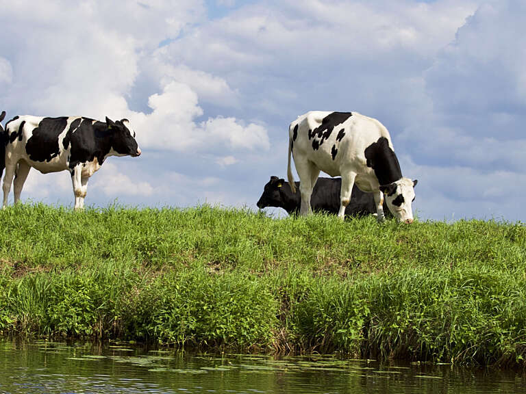 Bandon Rivers Trust launches first ever project to… | The Rivers Trust