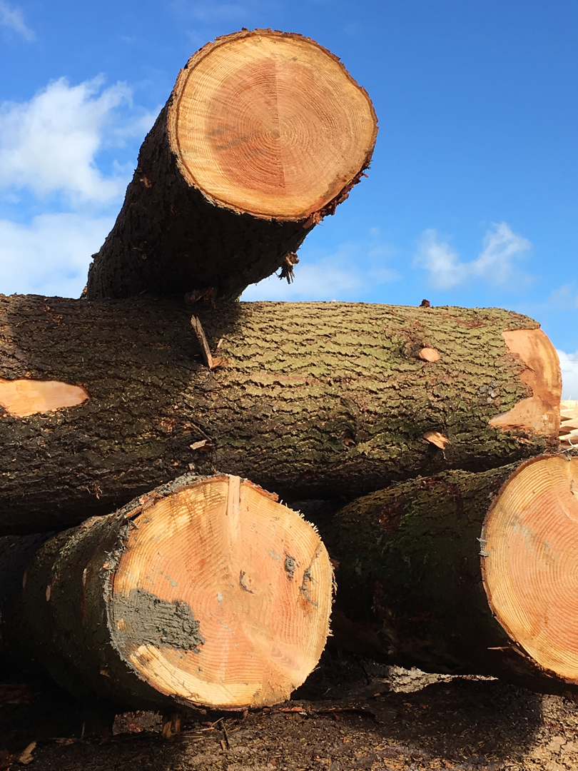 Tree Trunks - A E Evans