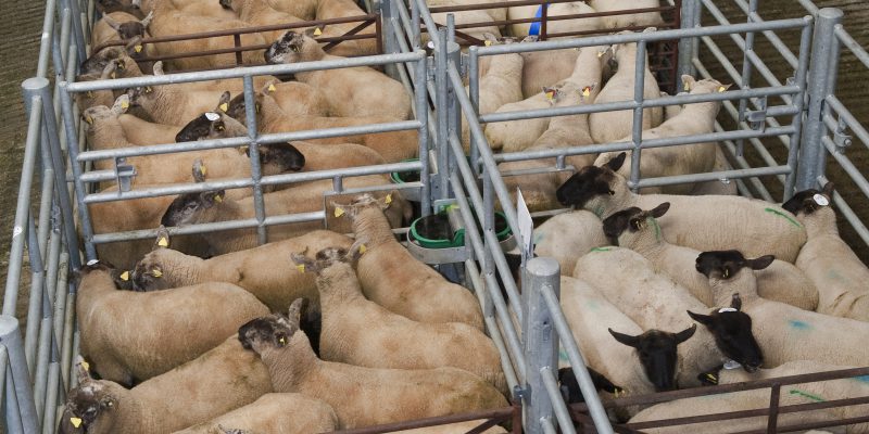 'Pick up in supply puts pressure on sheep trade' - Agriland.co.uk