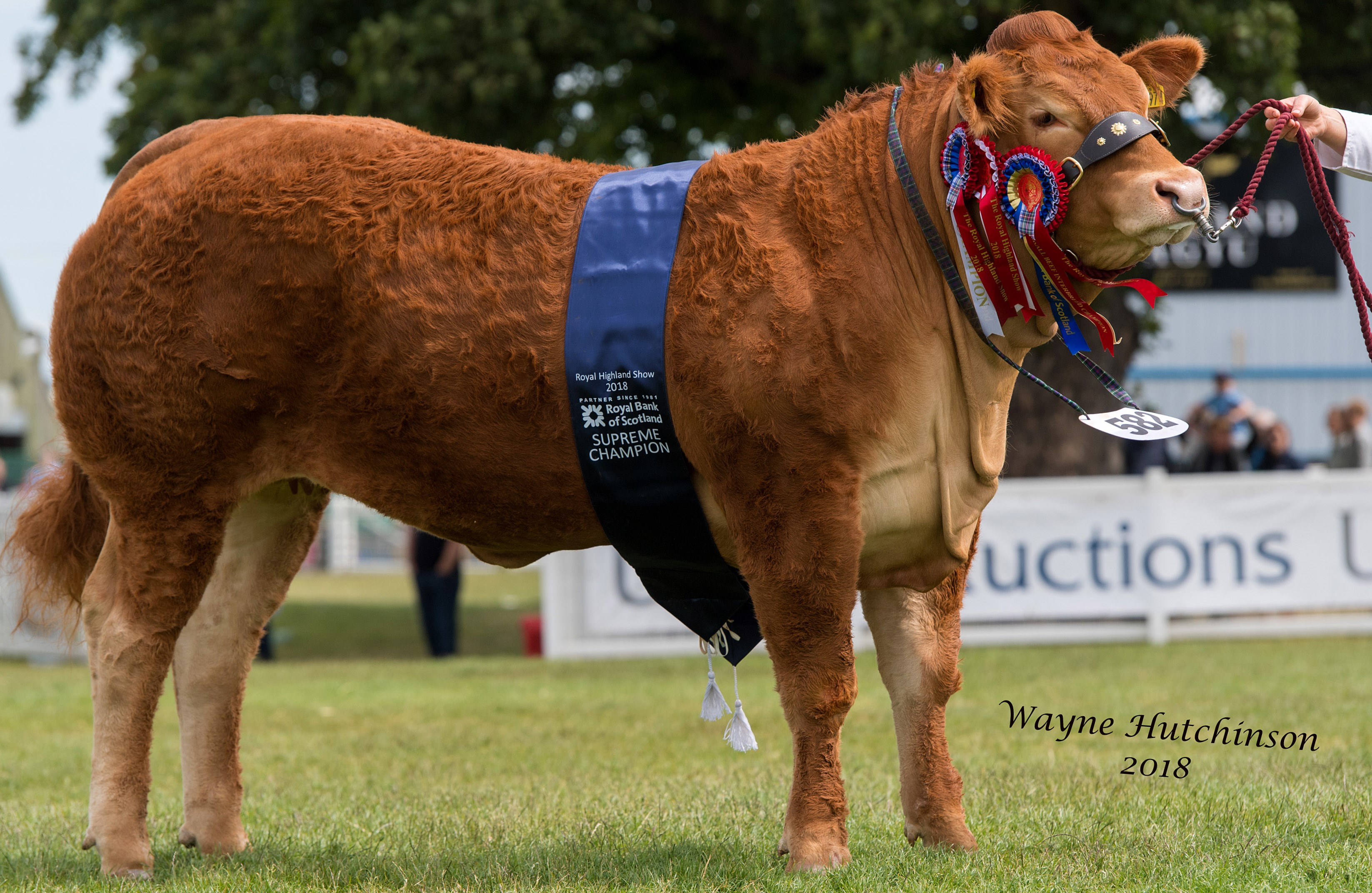 Highland Show: 'Super stylish' Limousin heifer clinches Interbreed ...