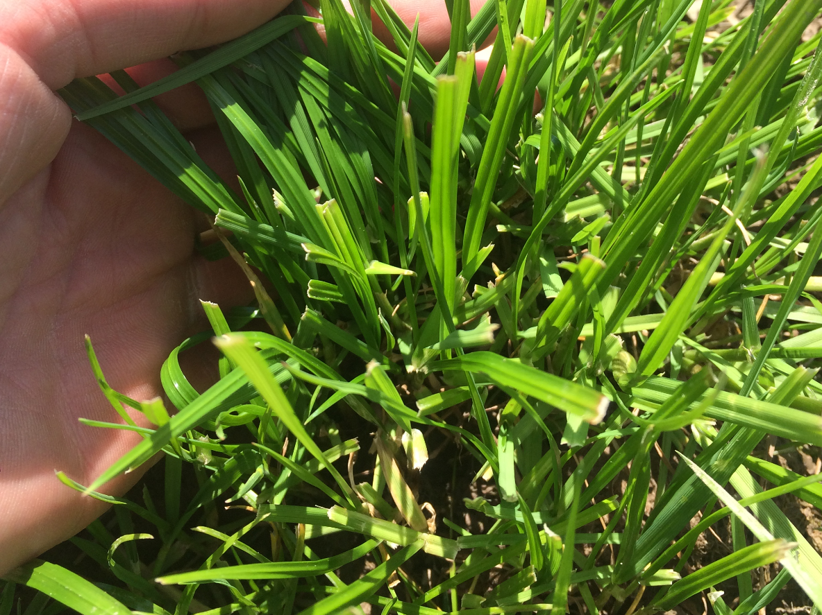 How to make best use of grass when zero-grazing - Agriland.co.uk