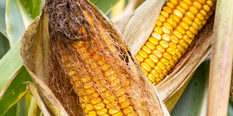 RB209 updated with new comprehensive advice on sulphur - Agriland.co.uk