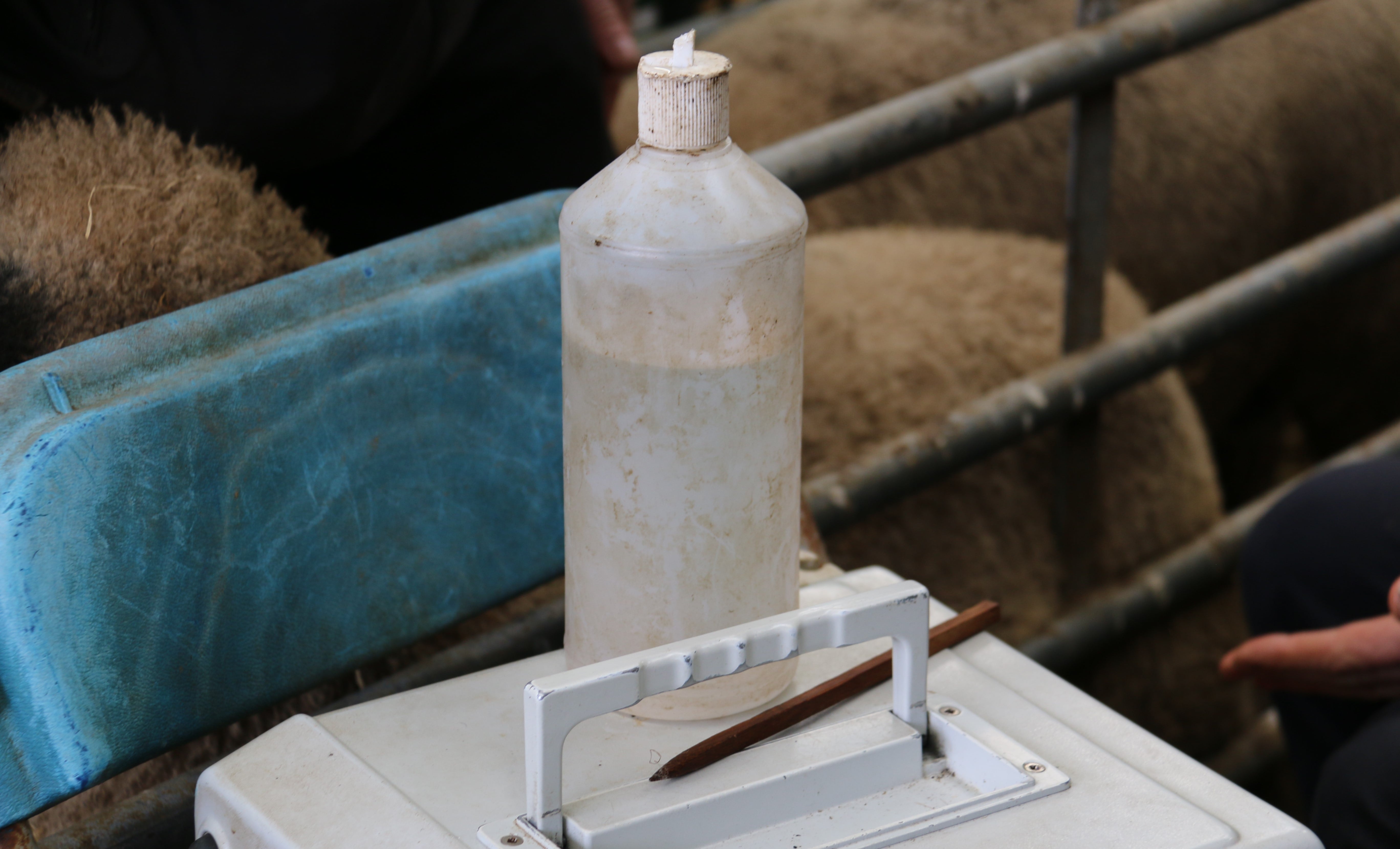 New sheep guides to focus on top ram traits - Agriland.co.uk