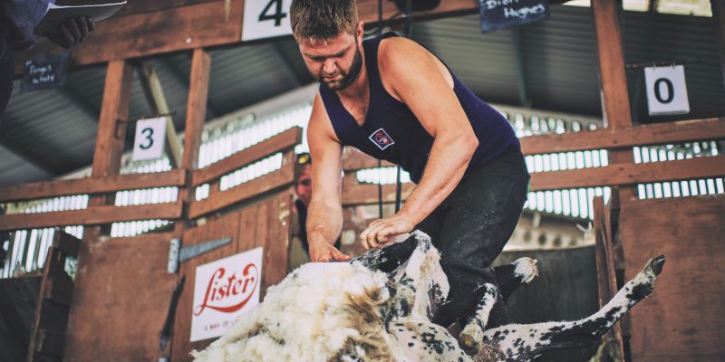 New national competition shows even the best can improve their sheep ...