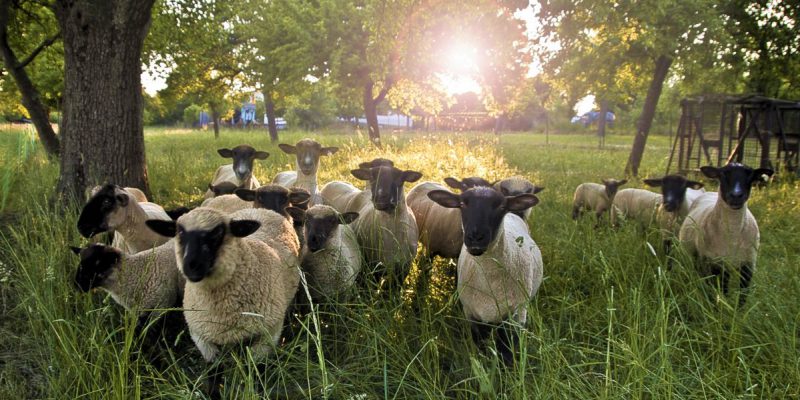 SCOPS launches Code of Practice to ensure safe and effective sheep ...