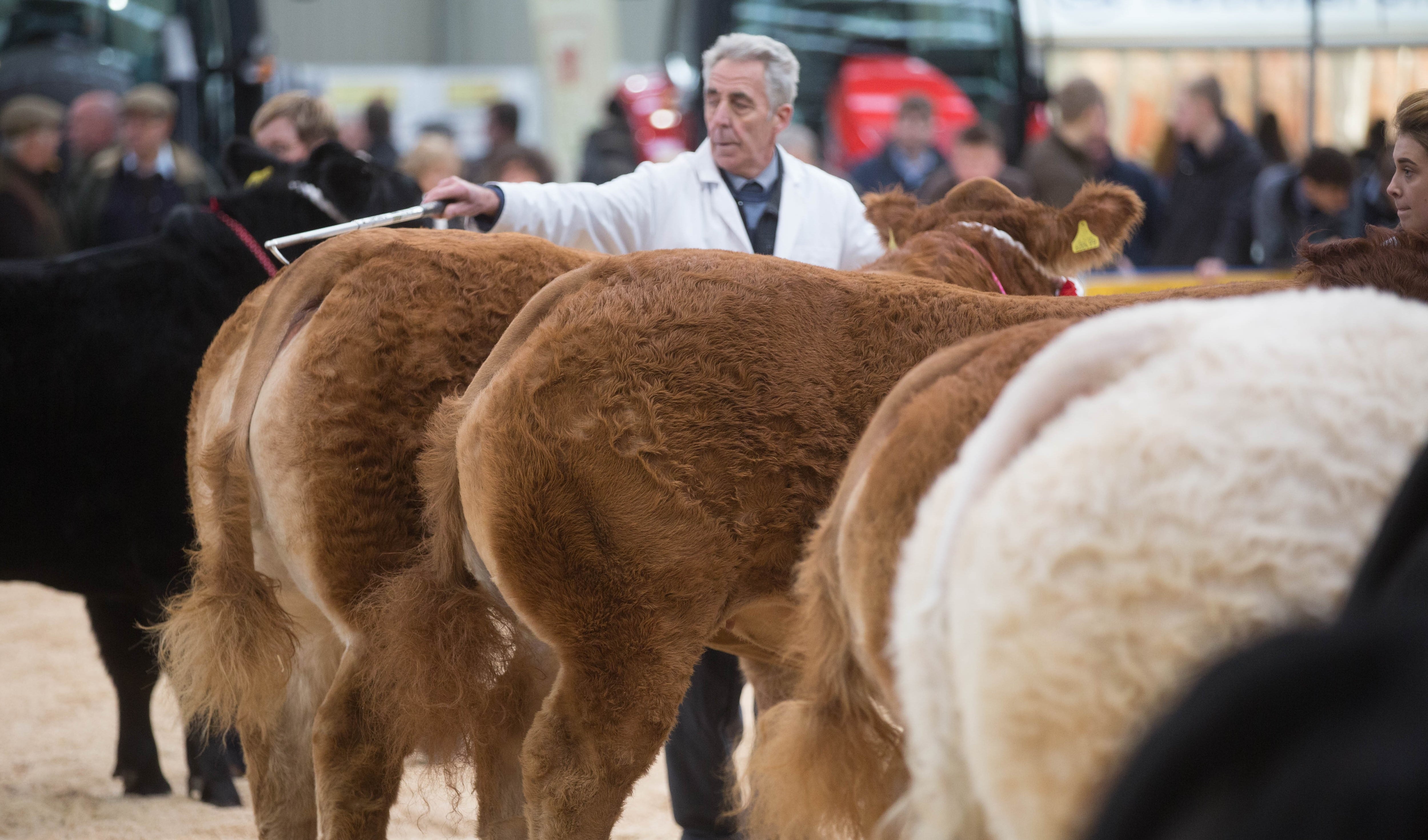 East of England prize pot doubled for supreme cattle champion ...