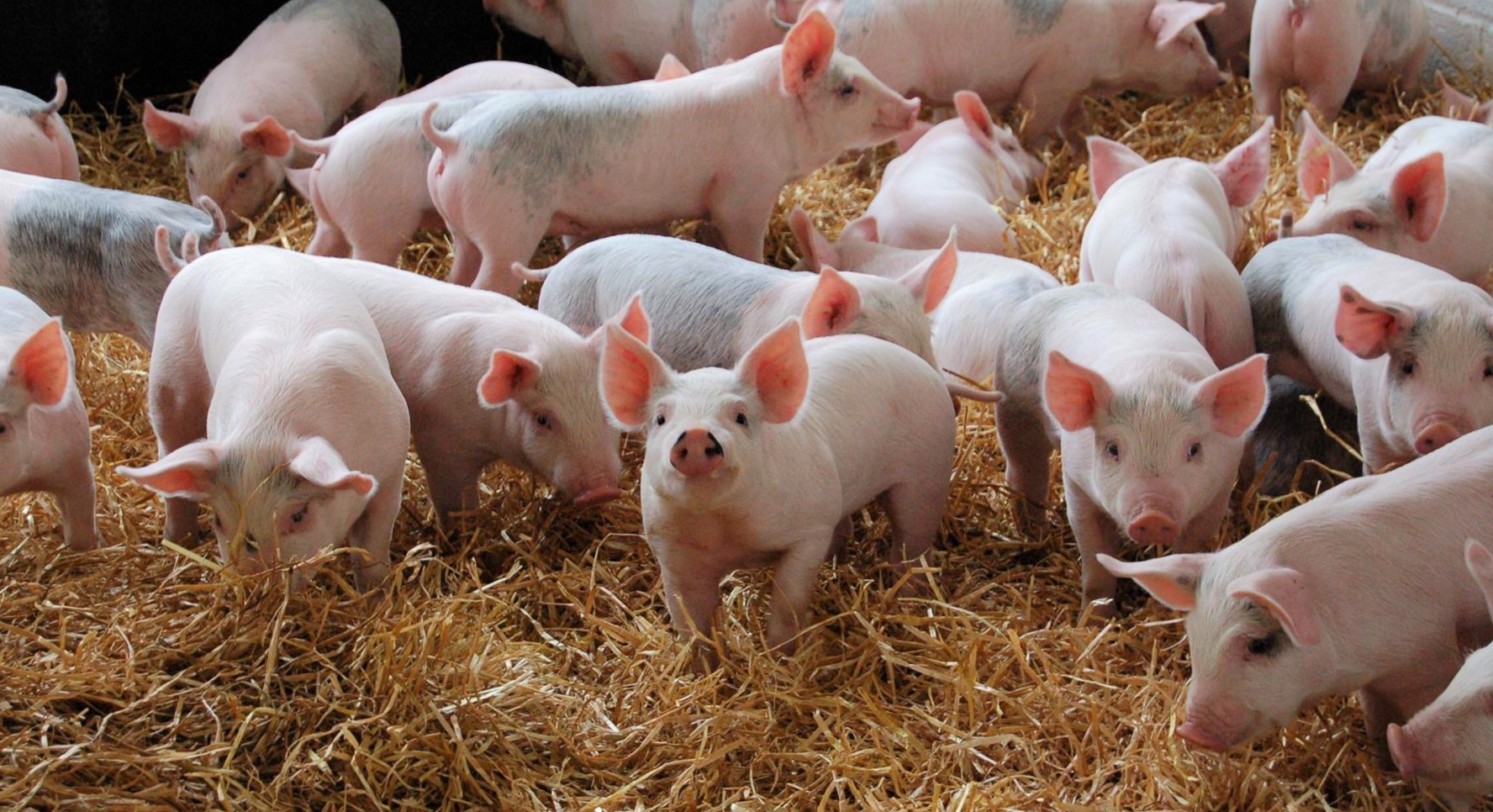2 new recruits join AHDB’s pork team - Agriland.co.uk