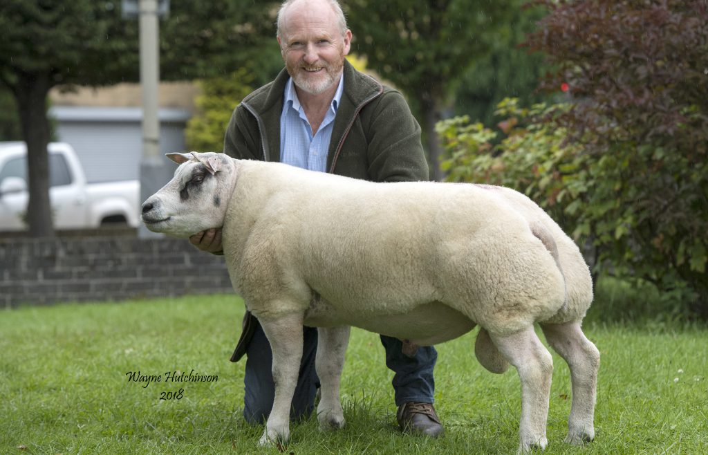 Thoughts on Najdi sheep? : r/sheep