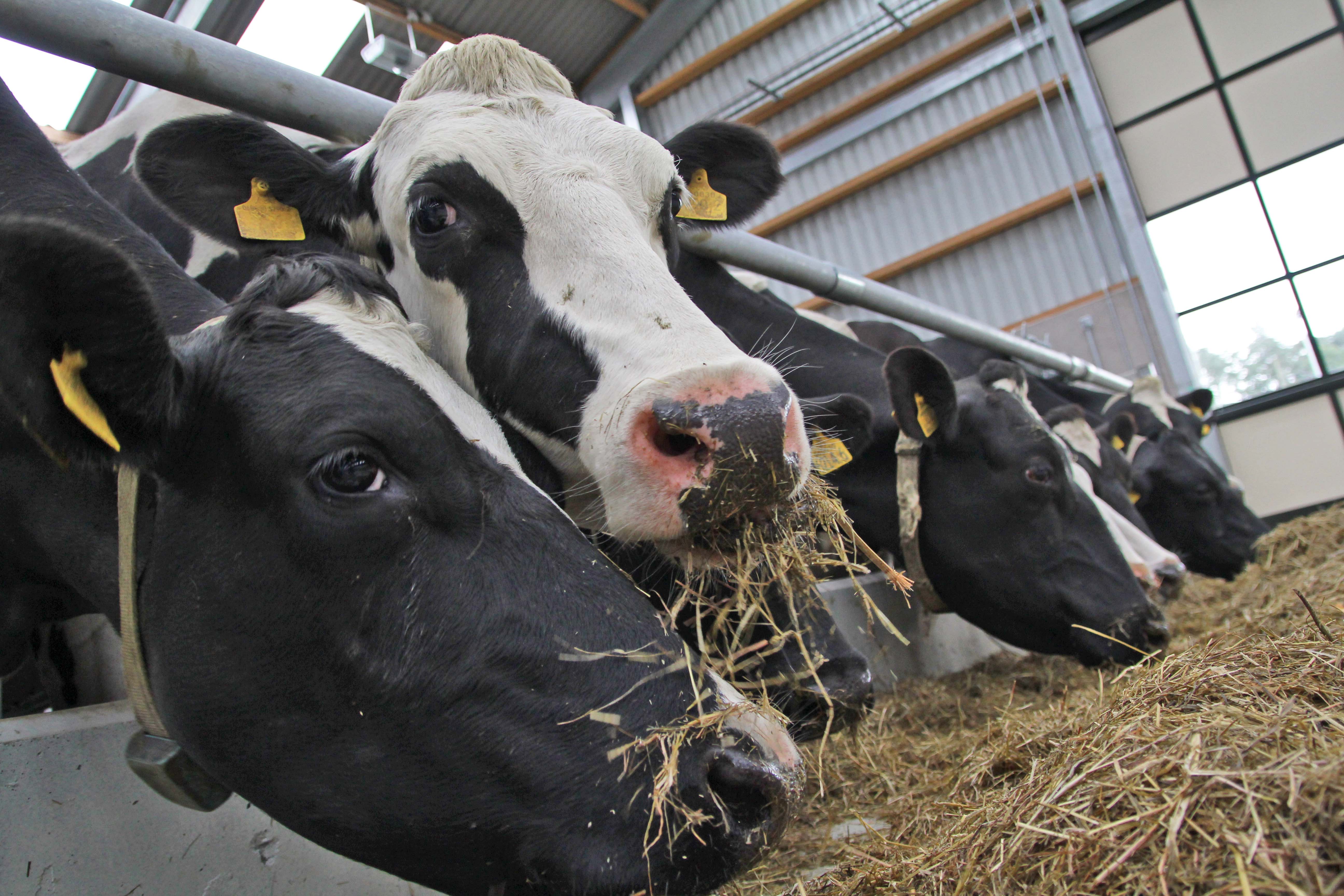 Muller to offer 0.5p/L bonus to farmers who boost welfare - Agriland.co.uk