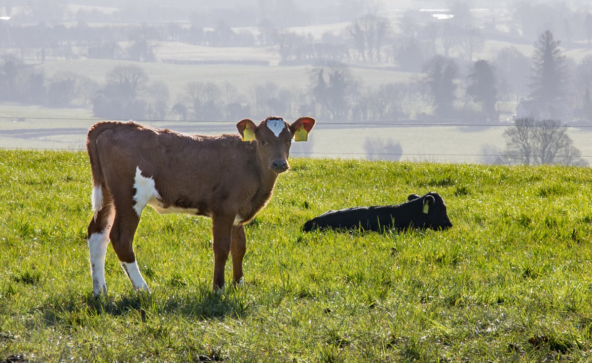 Prepare for the threat of coccidiosis in spring born calves and lambs ...