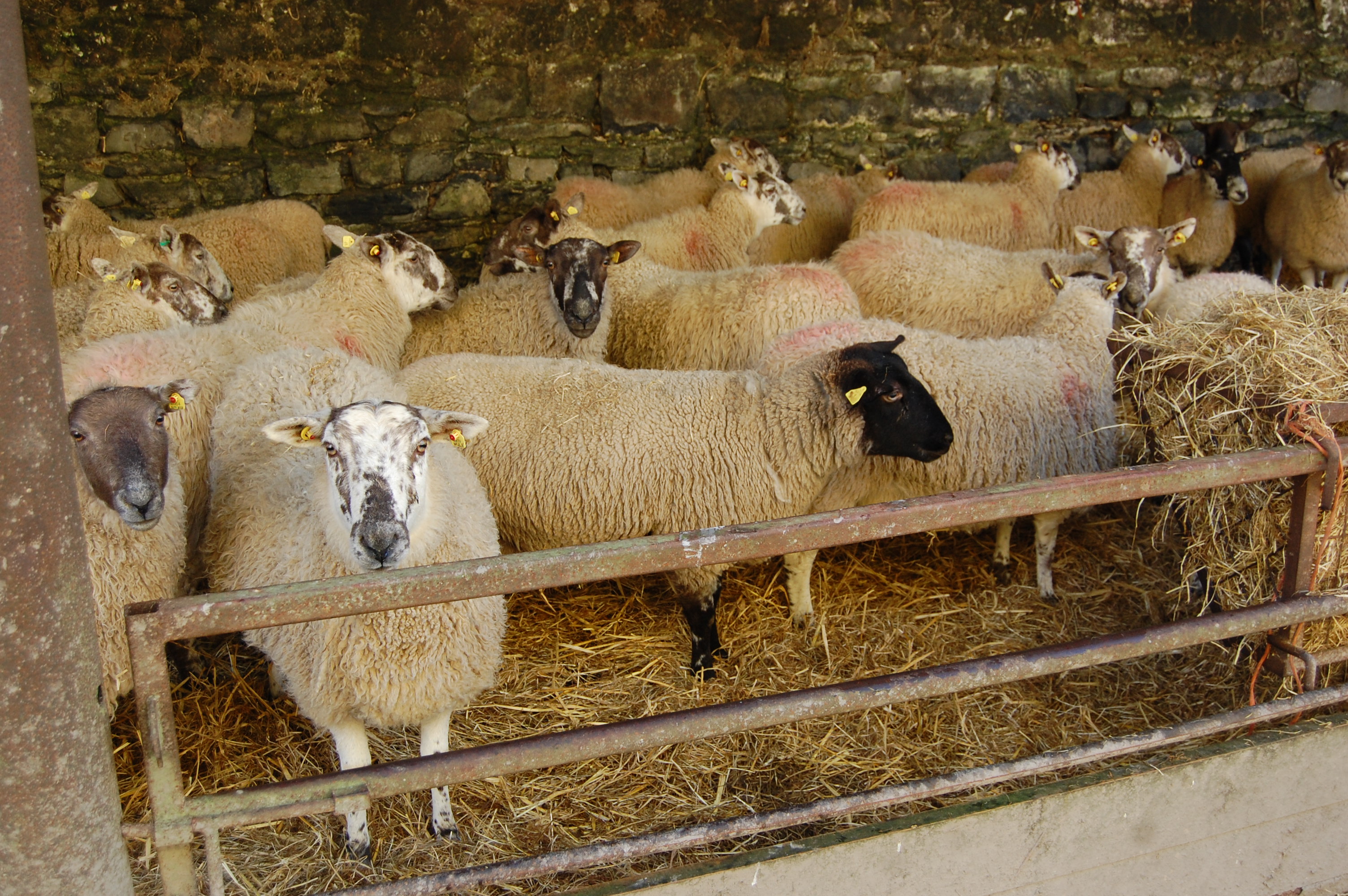 Sheep prices hold steady as supplies stay tight - QMS - Agriland.co.uk