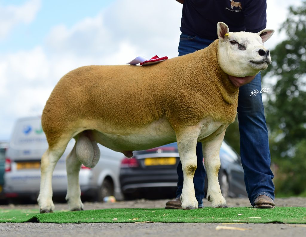 Northern Irish Texel National Sale peaks at 4,300gns - Agriland.co.uk