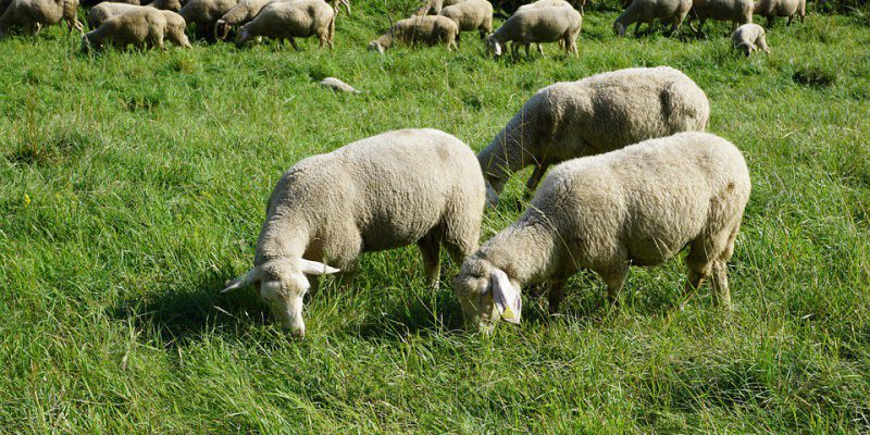 Are your animals showing signs of a selenium deficiency? - Agriland.co.uk