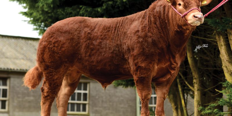 Limousin breed priorities are changing - Agriland.co.uk
