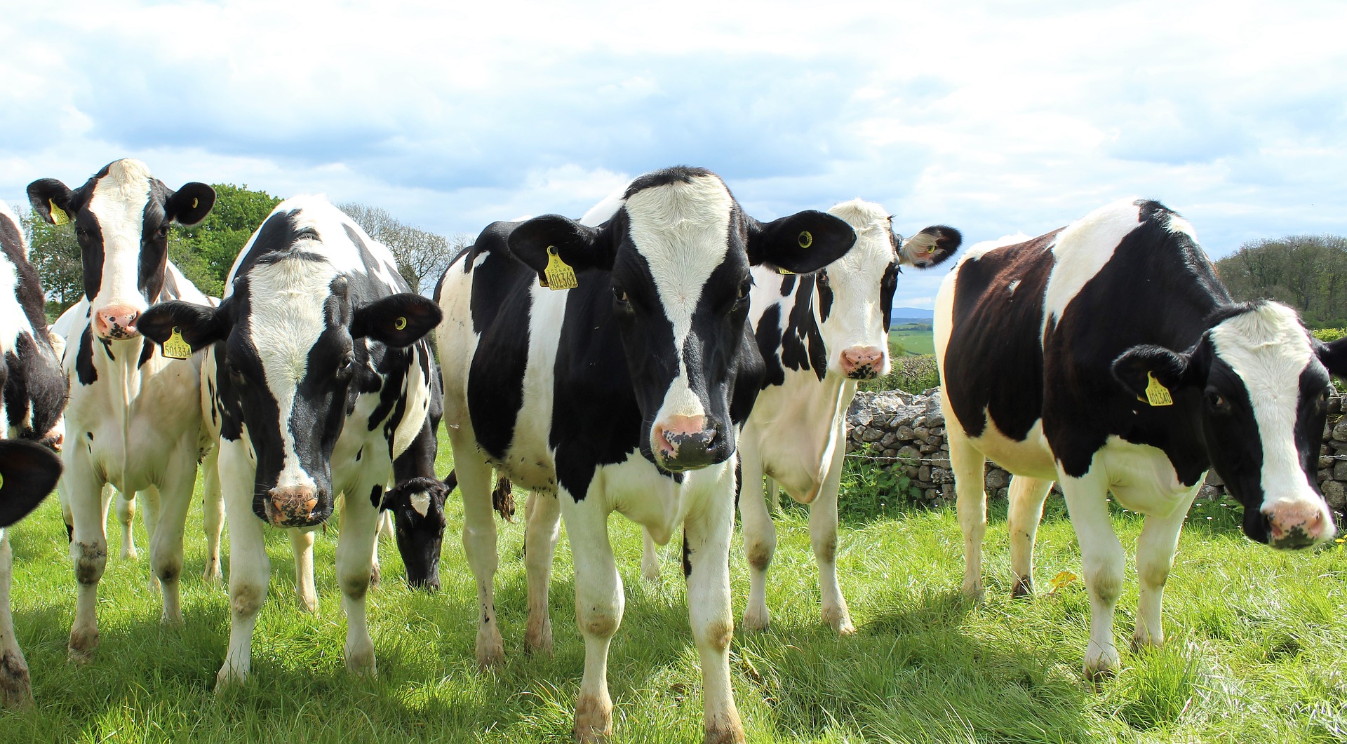 Role of buffer feeding highlighted by nutritional advisors - Agriland.co.uk