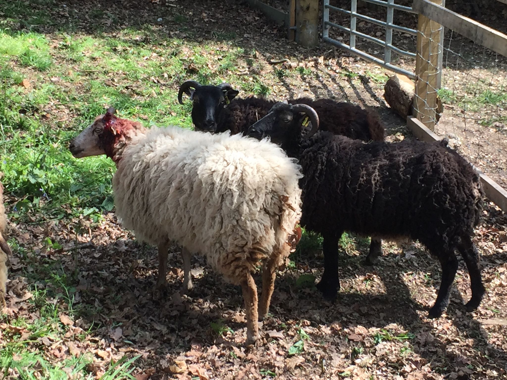 New bill to deliver tougher stance on animal welfare offences ...