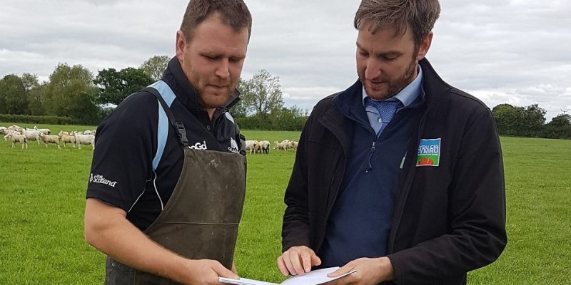 Red Meat benchmarking data released to farmers in Wales - Agriland.co.uk