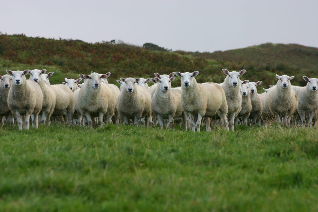 New ram Estimated Breeding Values announced - Agriland.co.uk