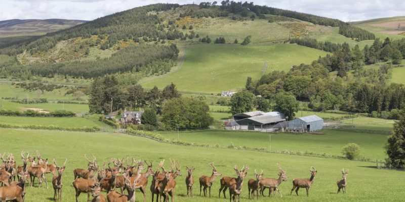 Highly regarded farming estate on the market...with a deer enterprise ...