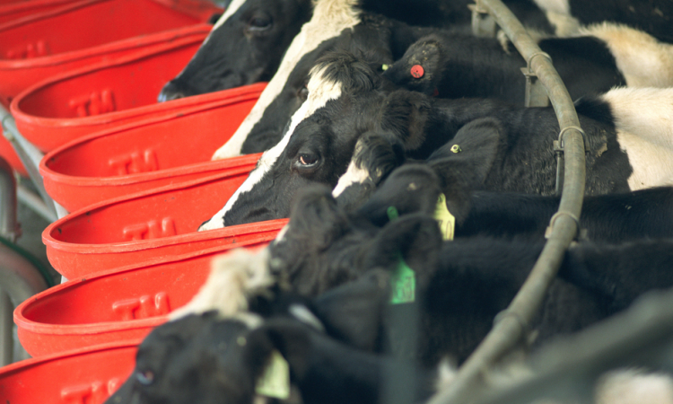 Who should consider selective dry cow therapy and why? - Agriland.co.uk