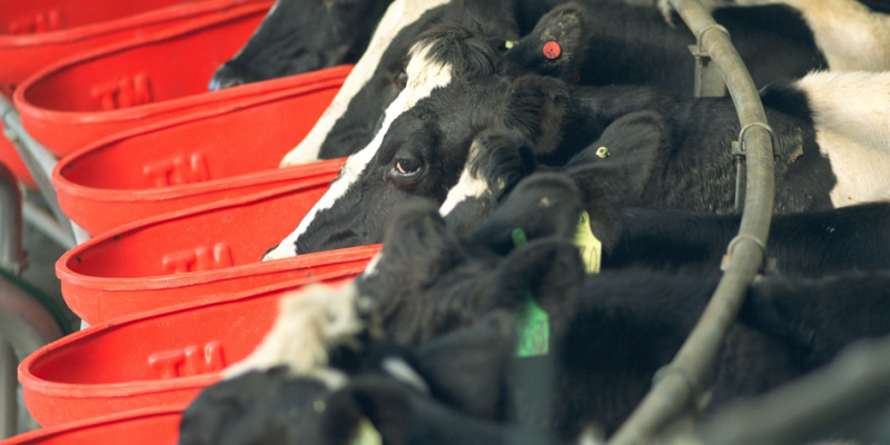 Who should consider selective dry cow therapy and why? - Agriland.co.uk