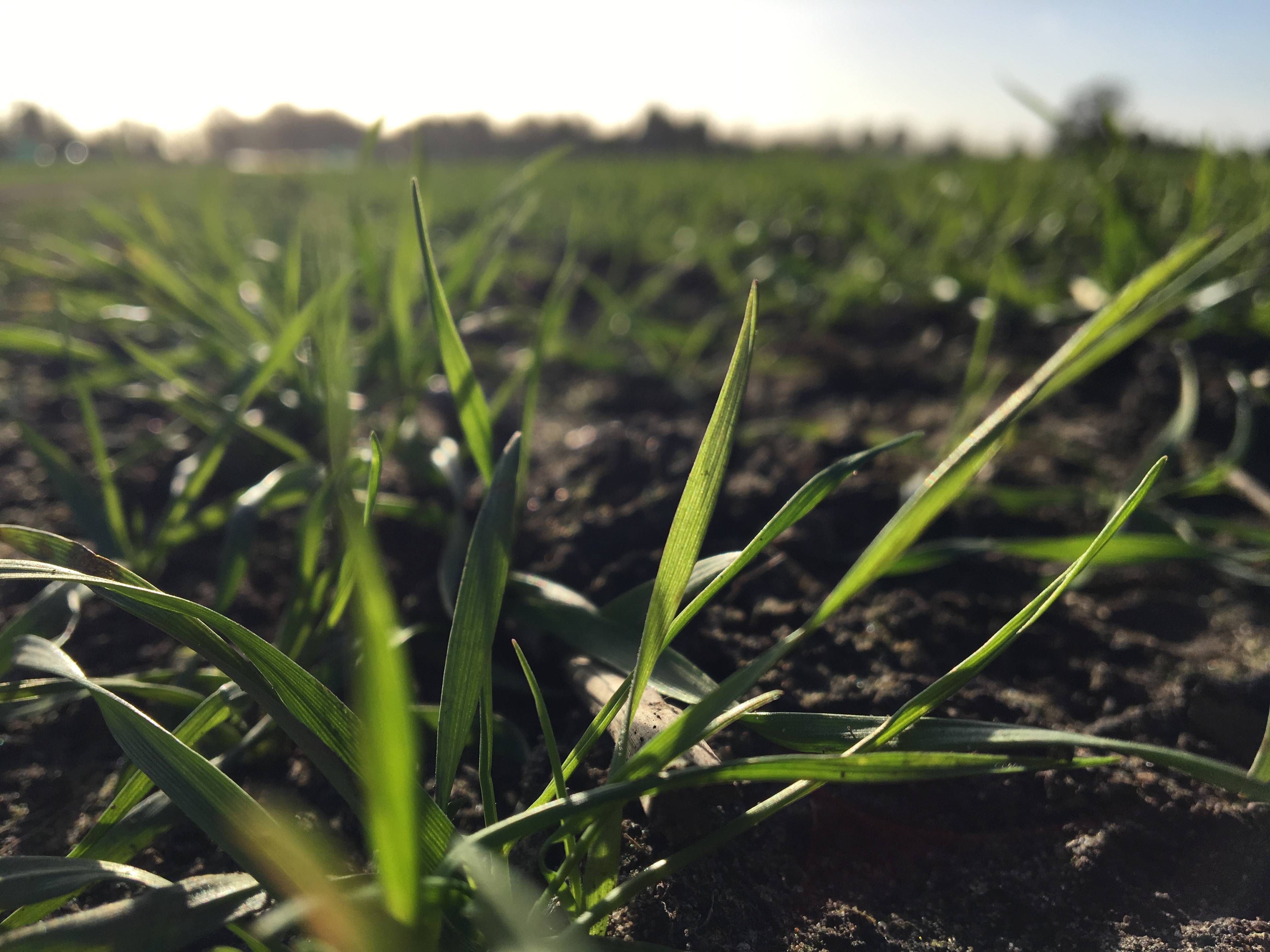 Down to Earth event shows off regenerative farming to the masses ...