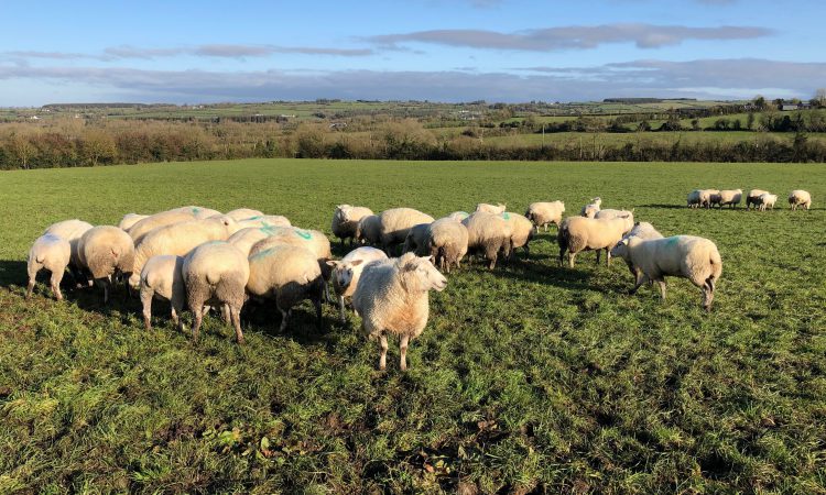 40% of Scottish upland sheep scheme applications still outstanding ...