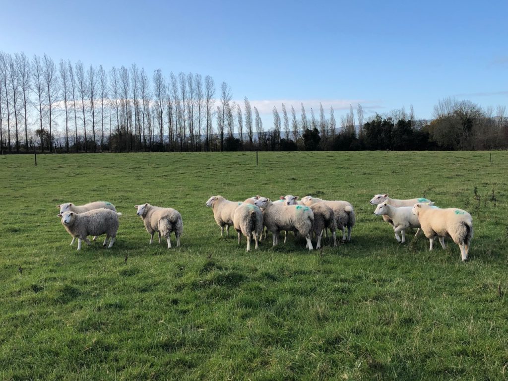What Weight Should I Be Drafting My Lambs At Agriland co uk what-weight-should-i-be-drafting-my-lambs-at-agriland-co-uk