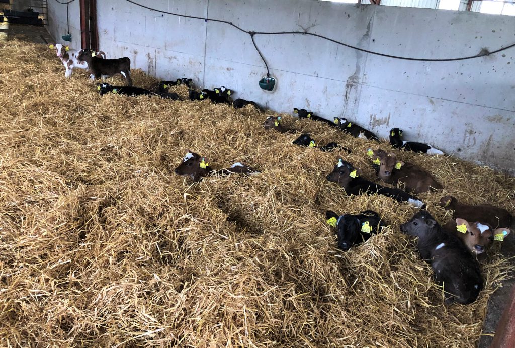4 simple steps to avoiding a scour outbreak as calf numbers grow ...