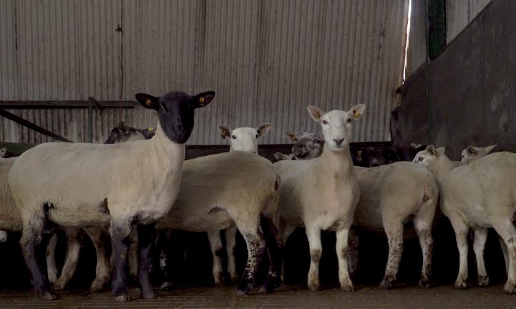 Pre-lambing checklist: How to make life easier come lambing time ...