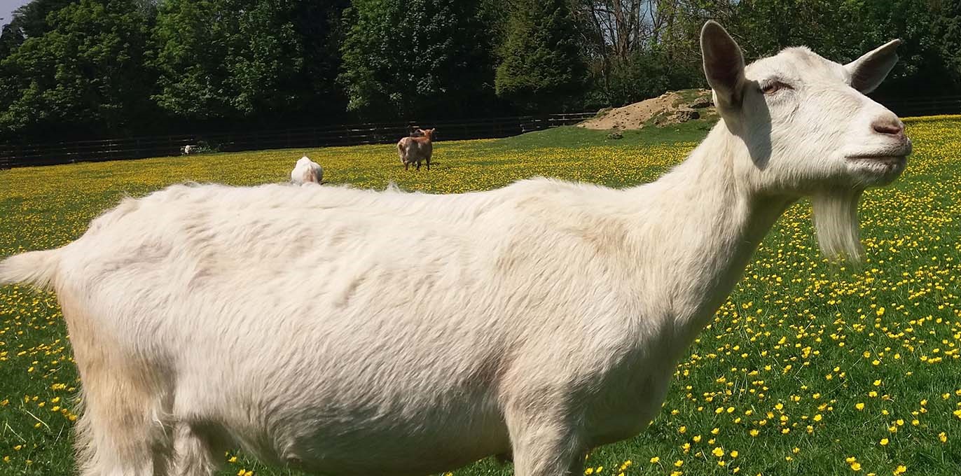 Goats 'as good as dogs' at following directions from humans - Agriland ...