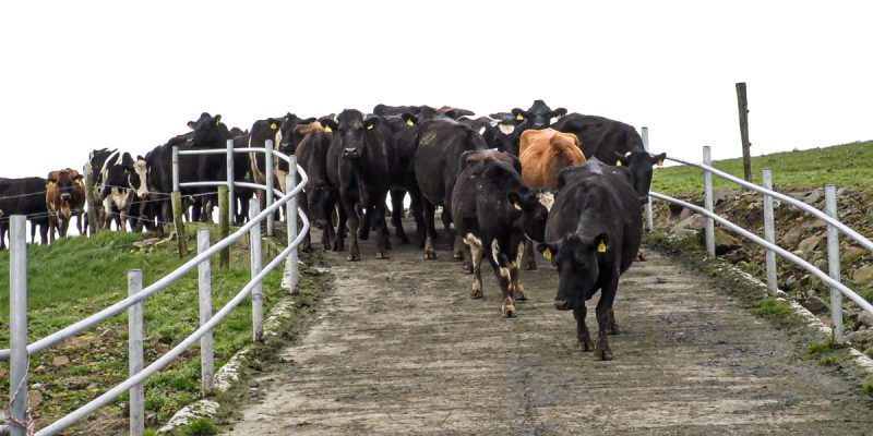 How to deal with lameness issues before it becomes a serious problem ...