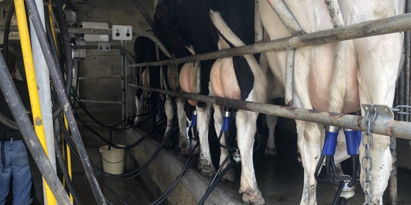 Milk recording should be on the ‘to do list’ over the coming weeks ...