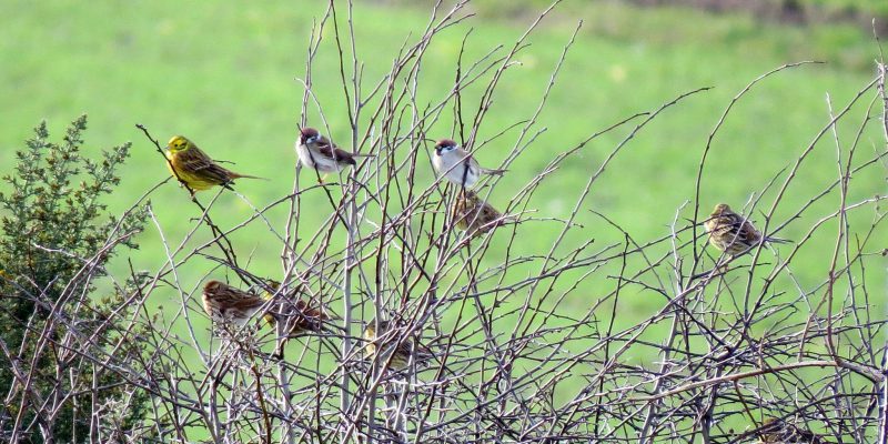 RSPB NI calls for legally-binding conservation targets - Agriland.co.uk
