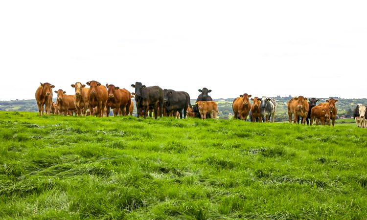 DAERA publishes ‘Farm Business Data’ handbook - Agriland.co.uk