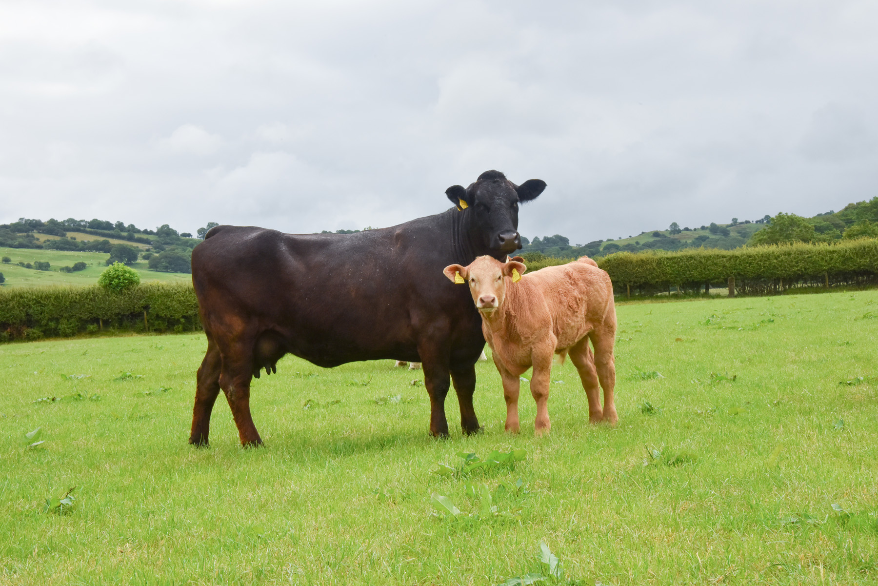Autumn-calving advice for farmers - Agriland.co.uk